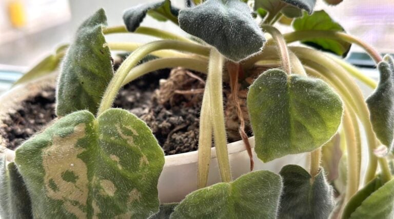 Can You Force African Violets to Bloom?
