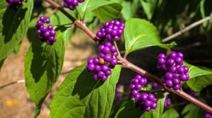 How to Plant, Grow and Care For American Beautyberry