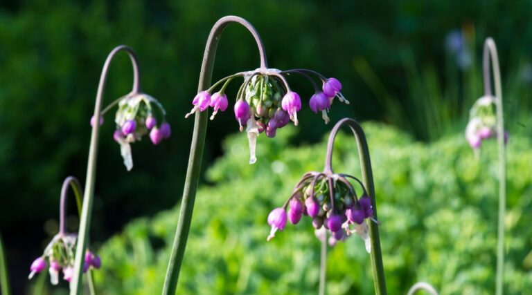 17 Deer Resistant Native Plants to Grow This Season