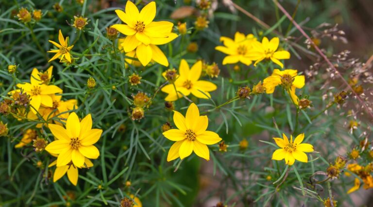 17 Deer Resistant Native Plants to Grow This Season