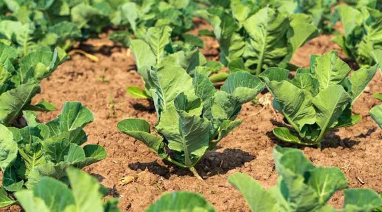 Cabbage Growth Stages: How Fast Does Cabbage Grow?