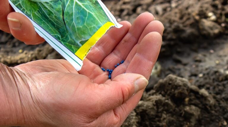 Cabbage Growth Stages: How Fast Does Cabbage Grow?