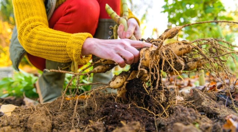 15 Tips to Prepare Your Garden For Fall