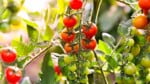 19 Early Season Tomato Varieties For Your Garden