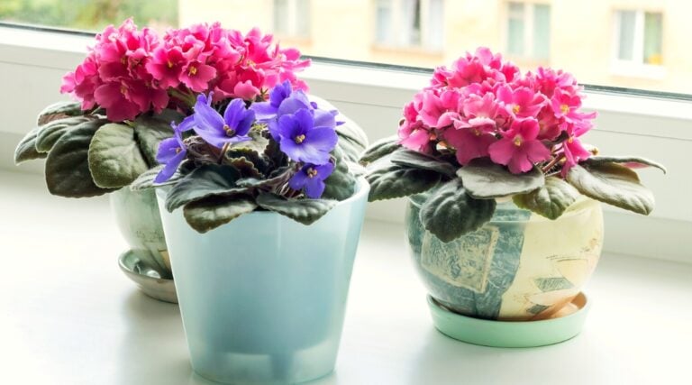 Can You Force African Violets to Bloom?