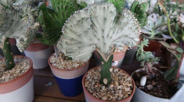 How to Plant, Grow and Care for Coral Cactus
