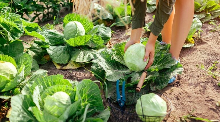 Cabbage Growth Stages: How Fast Does Cabbage Grow? Cabbage Growth Stages: How Fast Does Cabbage Grow?