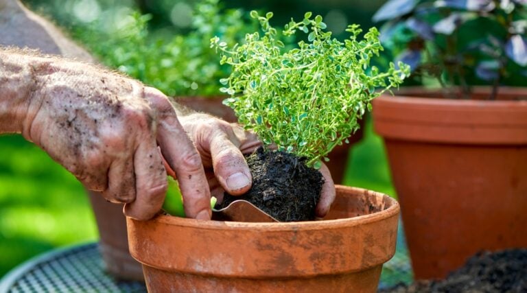 9 Tips for Growing Thyme in Pots or Containers
