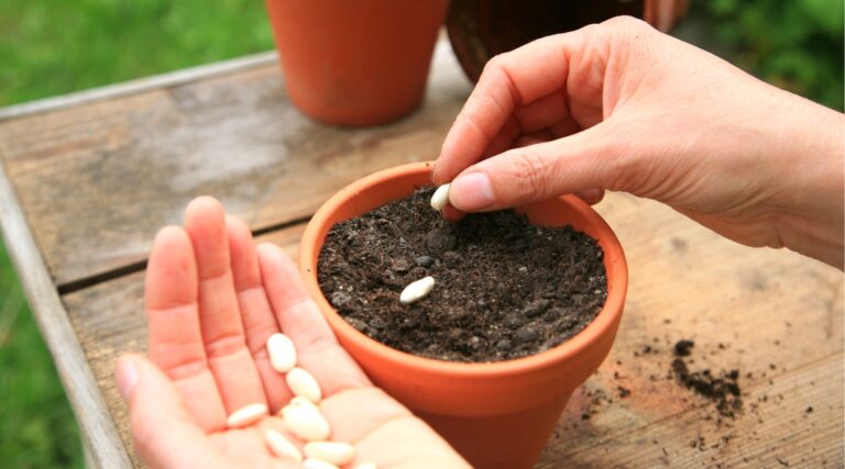 How to Grow Green Beans in Pots or Containers