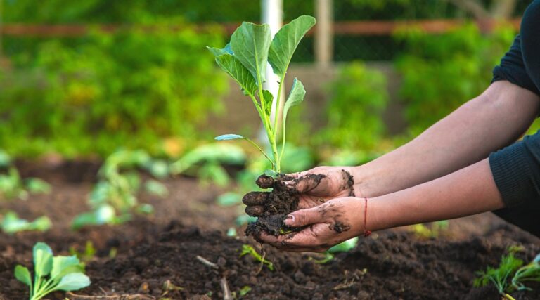 15 Tips to Prepare Your Garden For Fall