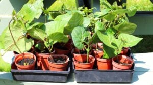 How to Grow Green Beans in Pots or Containers
