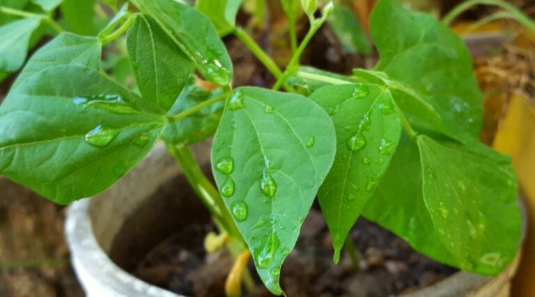 How to Grow Green Beans in Pots or Containers