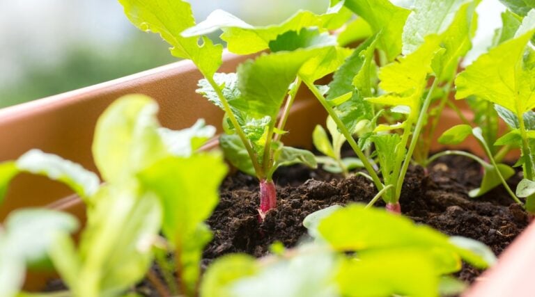 10 Tips for Growing Radishes in Pots or Containers