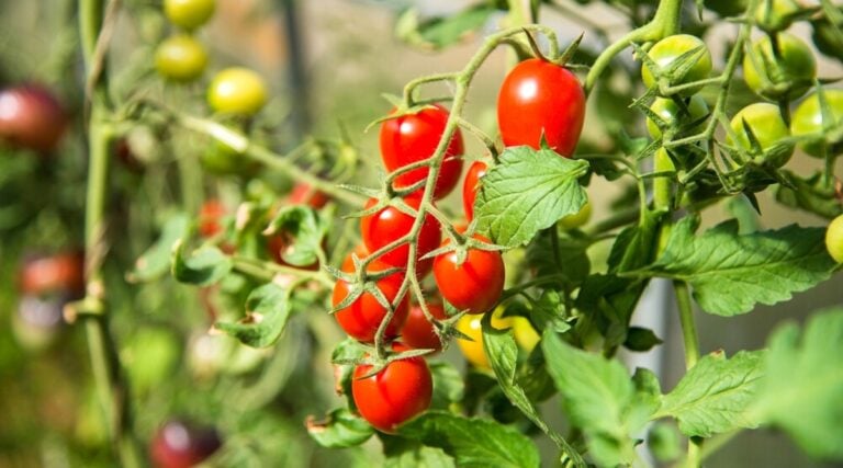 Can You Grow Tomatoes With Squash in Your Garden?