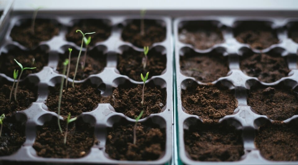 How to Plant, Grow, and Care for Cape Honeysuckle