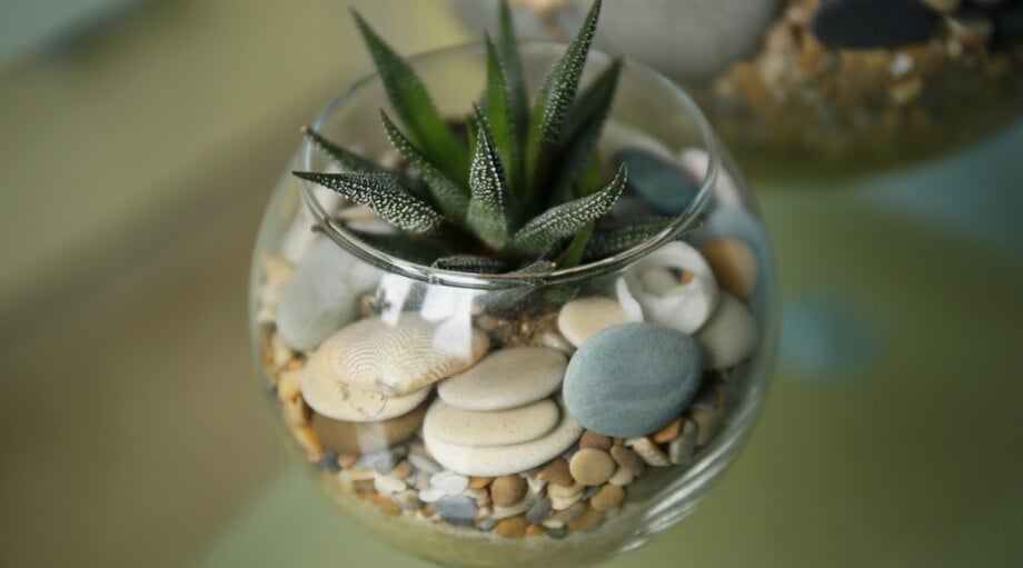 How to Choose The Perfect Pot or Container For Your Succulents