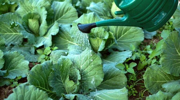 Cabbage Growth Stages: How Fast Does Cabbage Grow? Cabbage Growth Stages: How Fast Does Cabbage Grow?