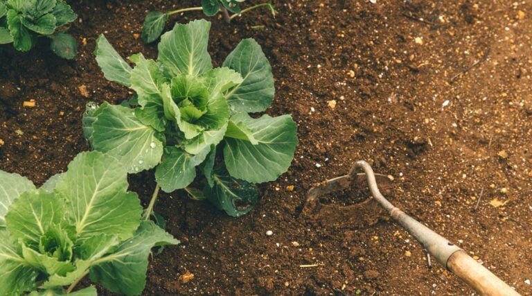 Cabbage Growth Stages: How Fast Does Cabbage Grow?