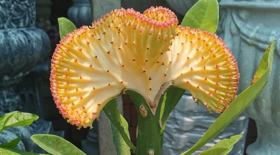 How to Plant, Grow and Care for Coral Cactus
