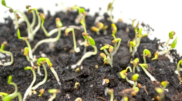 Cabbage Growth Stages: How Fast Does Cabbage Grow?