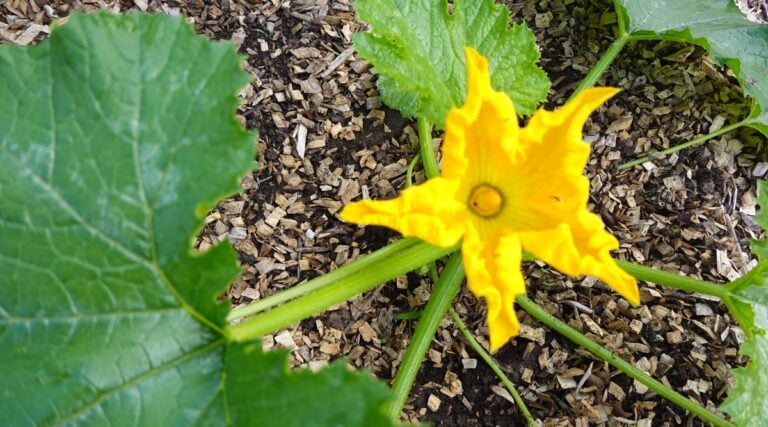 Zucchini Growth Stages: How Fast Does Zucchini Grow?