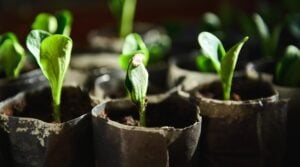 Zucchini Growth Stages: How Fast Does Zucchini Grow?
