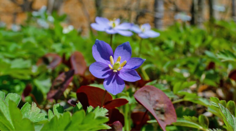 How to Plant, Grow and Care For Twinleaf Flowers