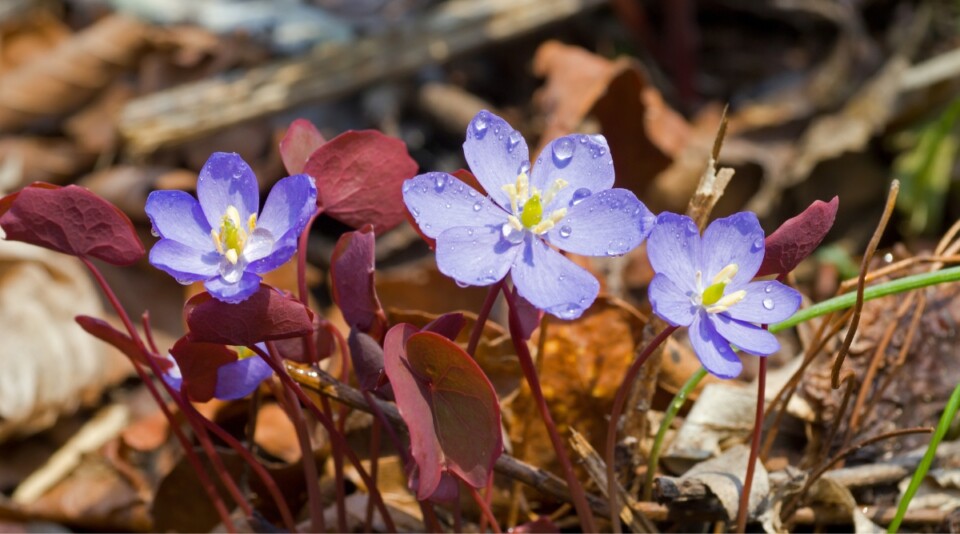 How to Plant, Grow and Care For Twinleaf Flowers