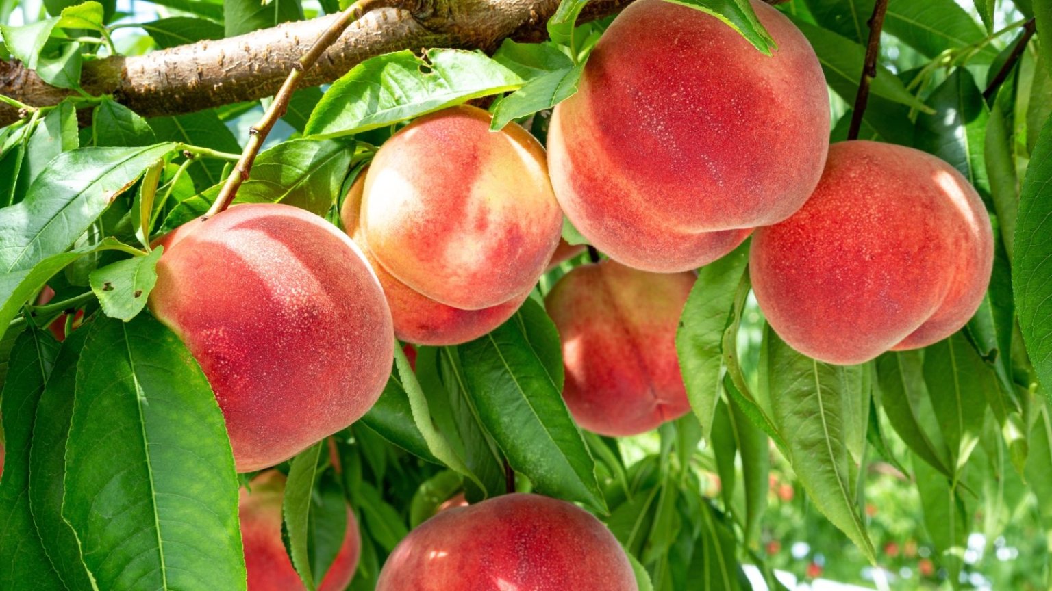 Peach Tree Growth Stages: How Fast Do Peach Trees Grow?
