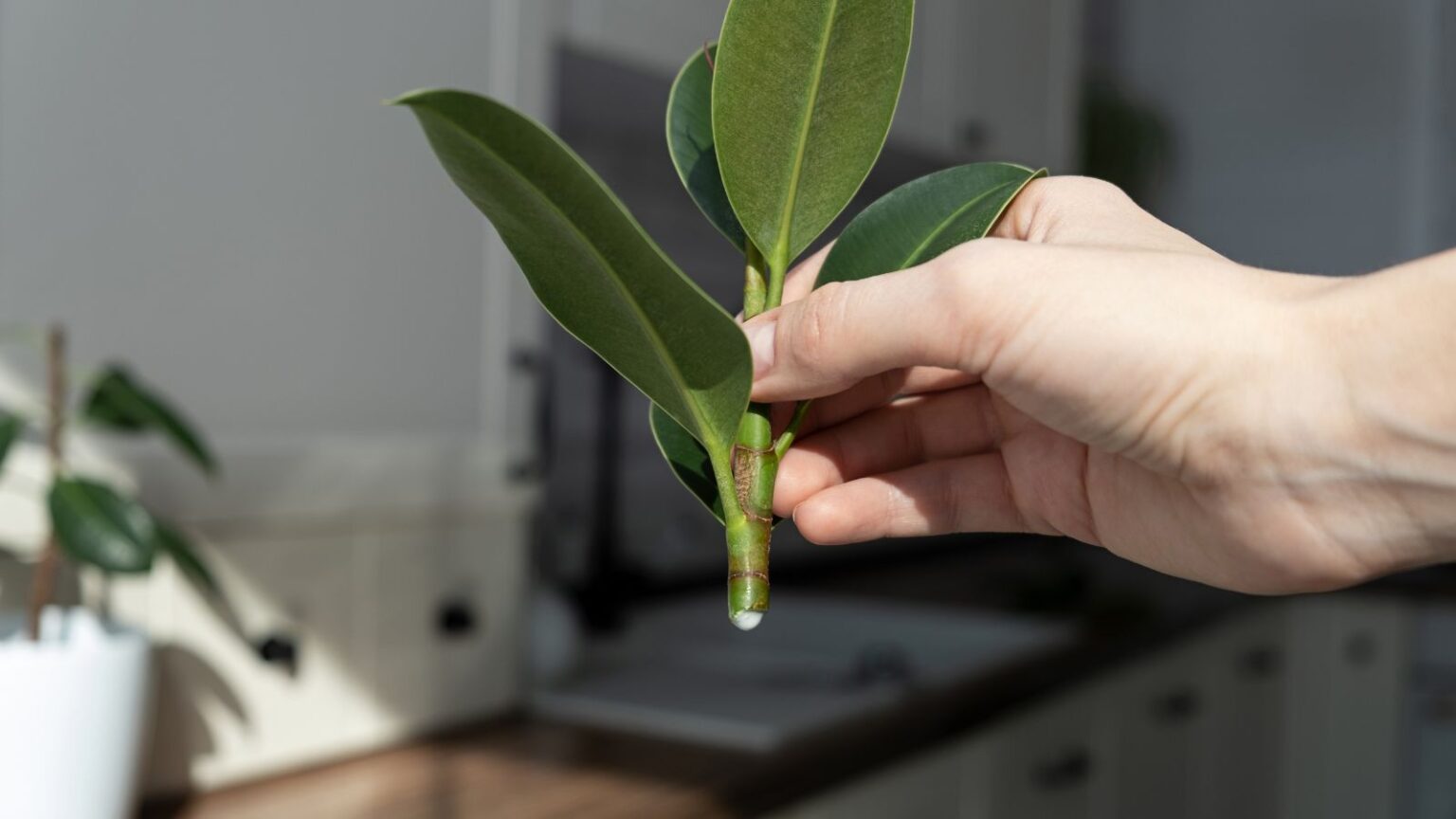How to Propagate a Ficus in 7 Easy Steps