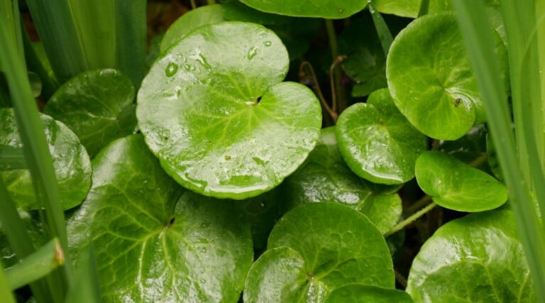 How to Plant, Grow and Care For Wild Ginger