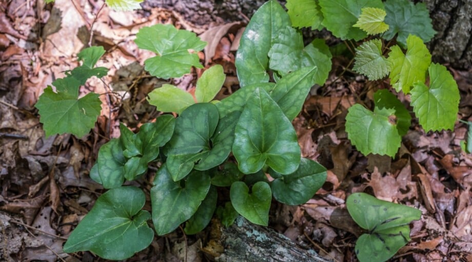 How to Plant, Grow and Care For Wild Ginger