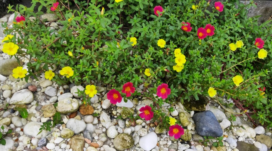 How to Plant, Grow and Care For Portulaca