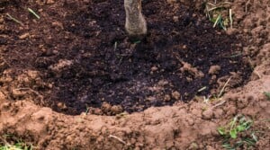 How to Plant, Grow and Care For Pecan Trees