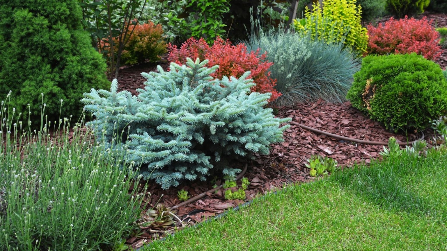 25 Low-Maintenance Shrubs That Thrive on Neglect