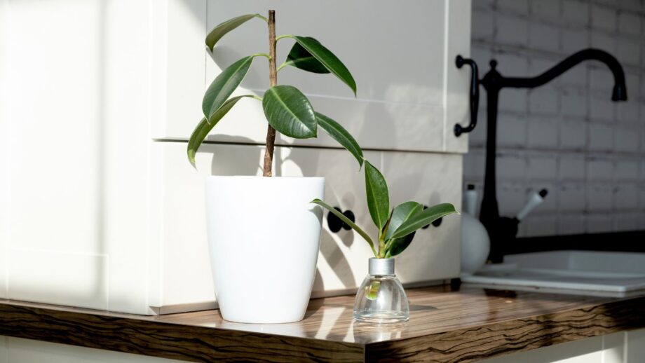 How to Propagate a Ficus in 7 Easy Steps