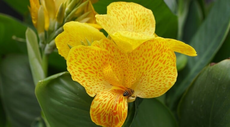 35 Flowers For a Lush, Tropical Garden