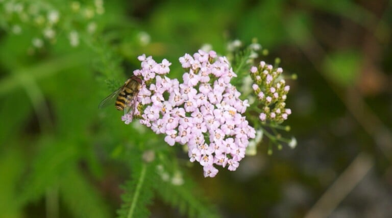 11 Benefits of Having Yarrow in Your Garden