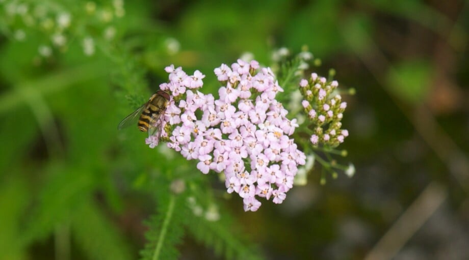11 Benefits of Having Yarrow in Your Garden