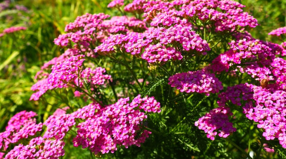 11 Benefits of Having Yarrow in Your Garden