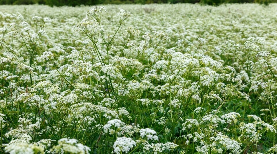11 Benefits of Having Yarrow in Your Garden
