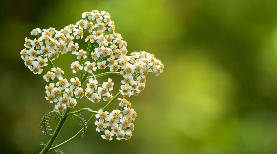 11 Benefits of Having Yarrow in Your Garden