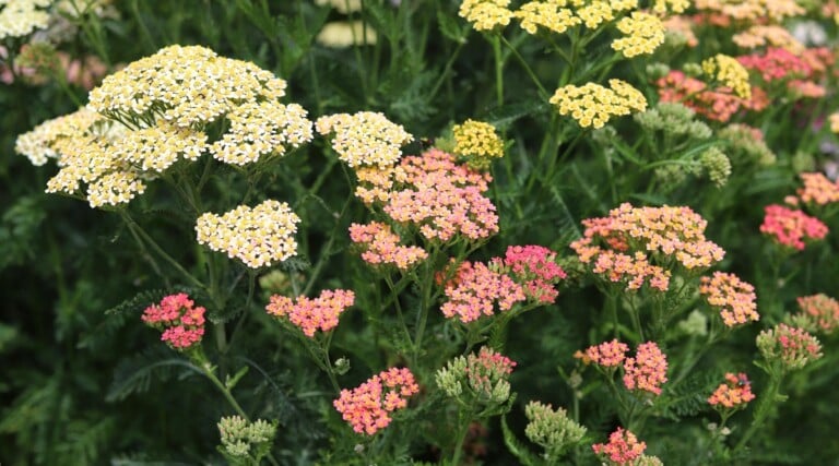 11 Benefits of Having Yarrow in Your Garden
