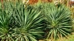 How to Plant, Grow and Care For Adam's Needle