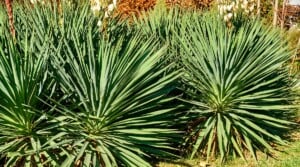 How to Plant, Grow and Care For Adam's Needle