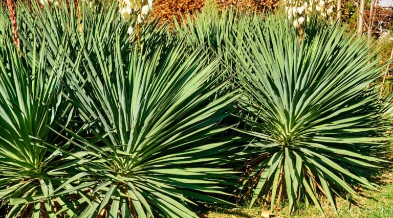 How to Plant, Grow and Care For Adam's Needle