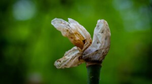 9 Reasons Your Irises Are Brown, Wilted, or Dying