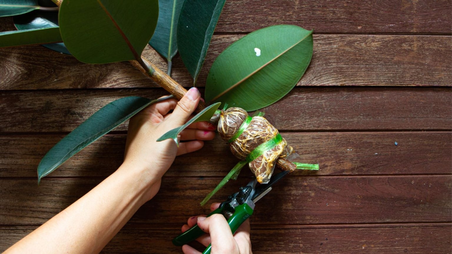 How to Propagate a Ficus in 7 Easy Steps