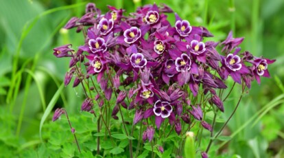 35 Flowers That Will Thrive in Sandy Soil