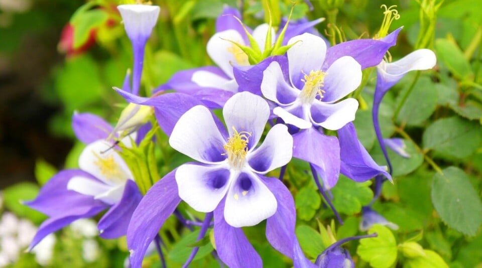 17 Native Plants to Add to Your Shade Garden